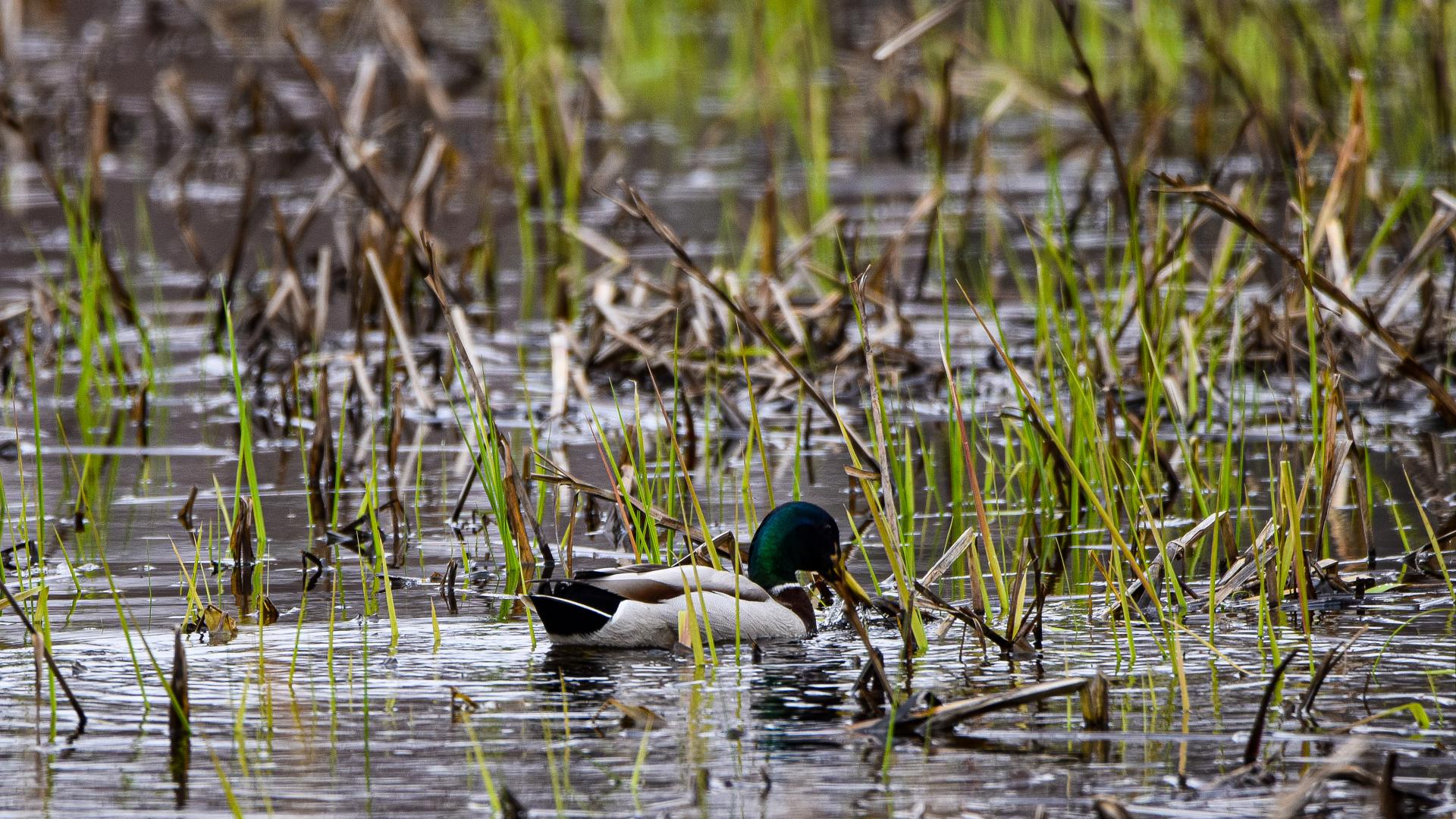 Putts Creek Wildlife Management Area | Lake Champlain